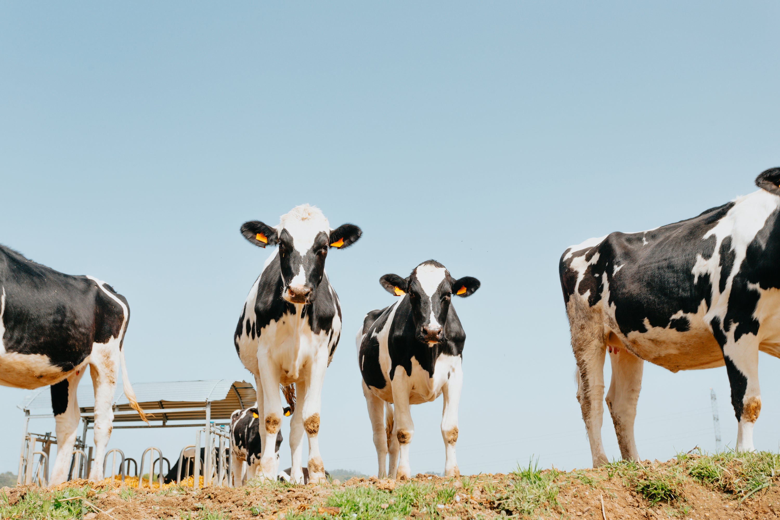 BoxedHalal.com | Premium Halal Meat 🔥